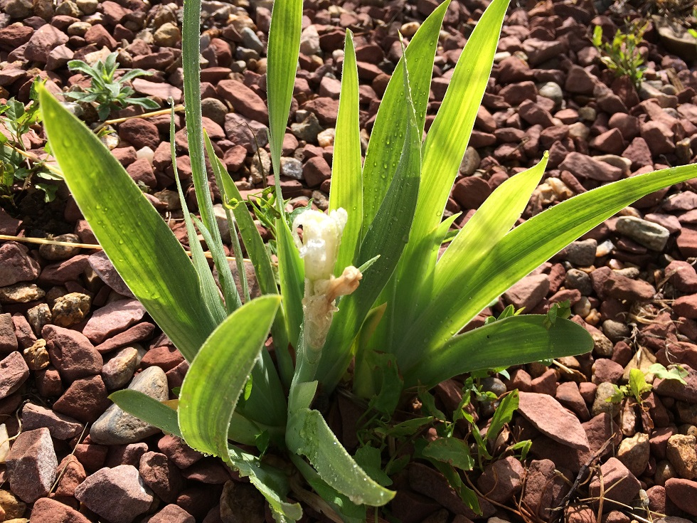 Augusta Mathilda’s Irises